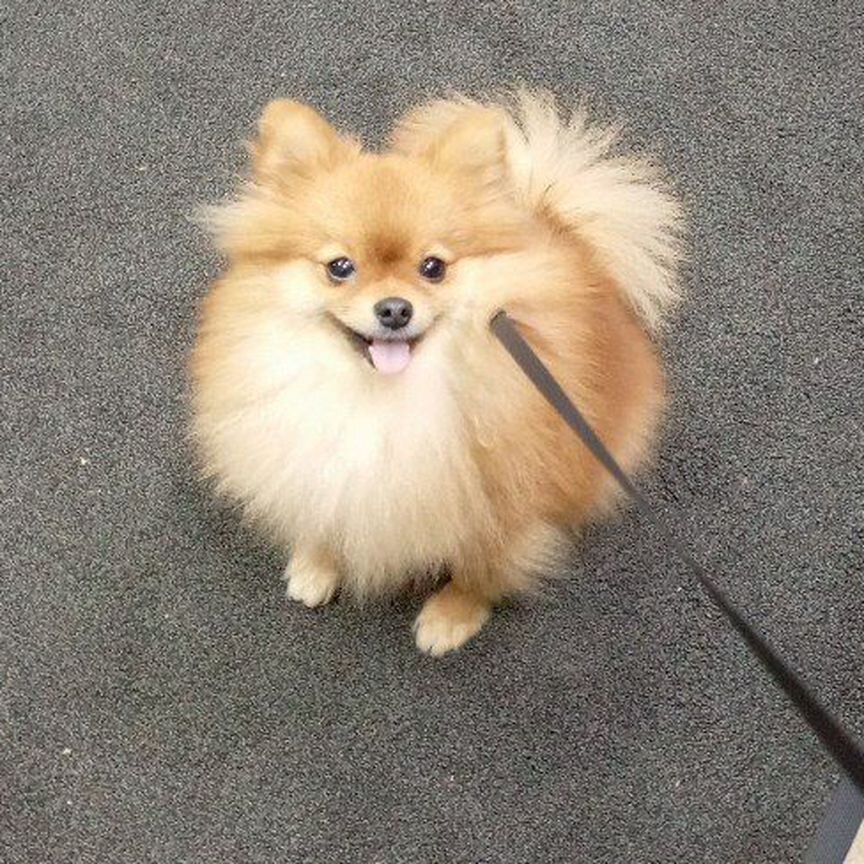 Померанский шпиц, щенок