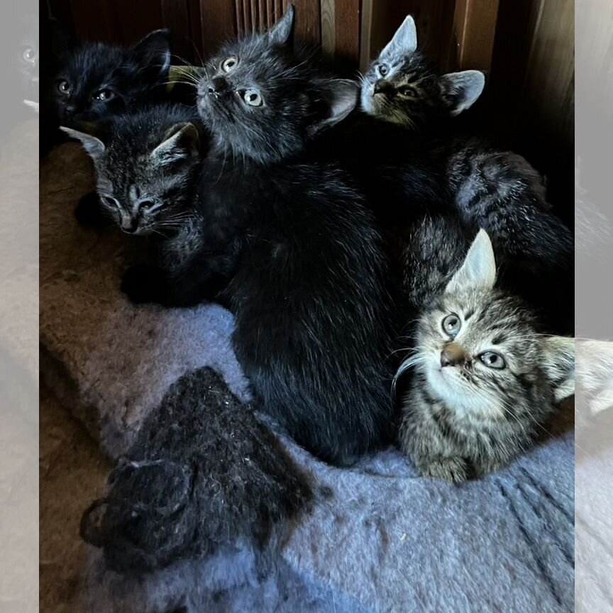 Котята в добрые руки