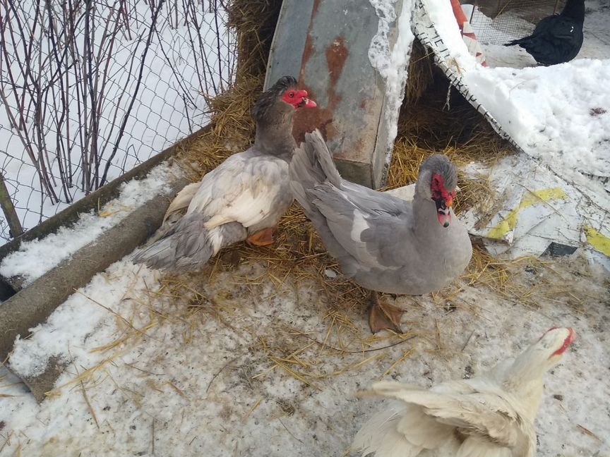 Утаки немецкая линия