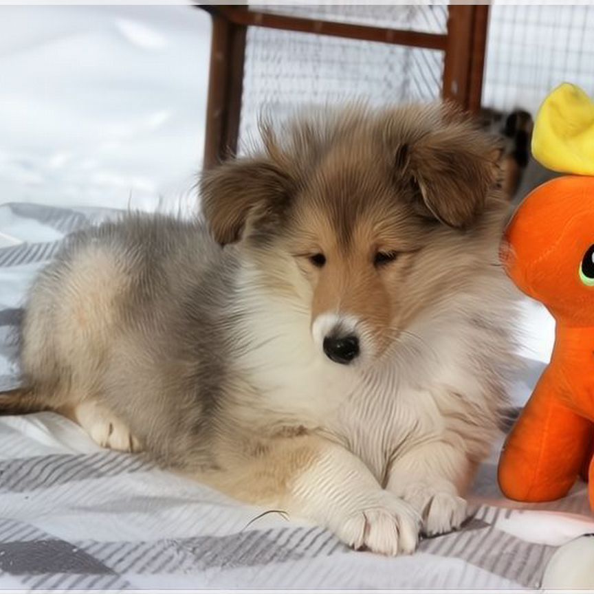 Колли, щенок
