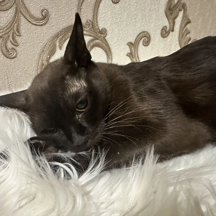 Бурманская кошка