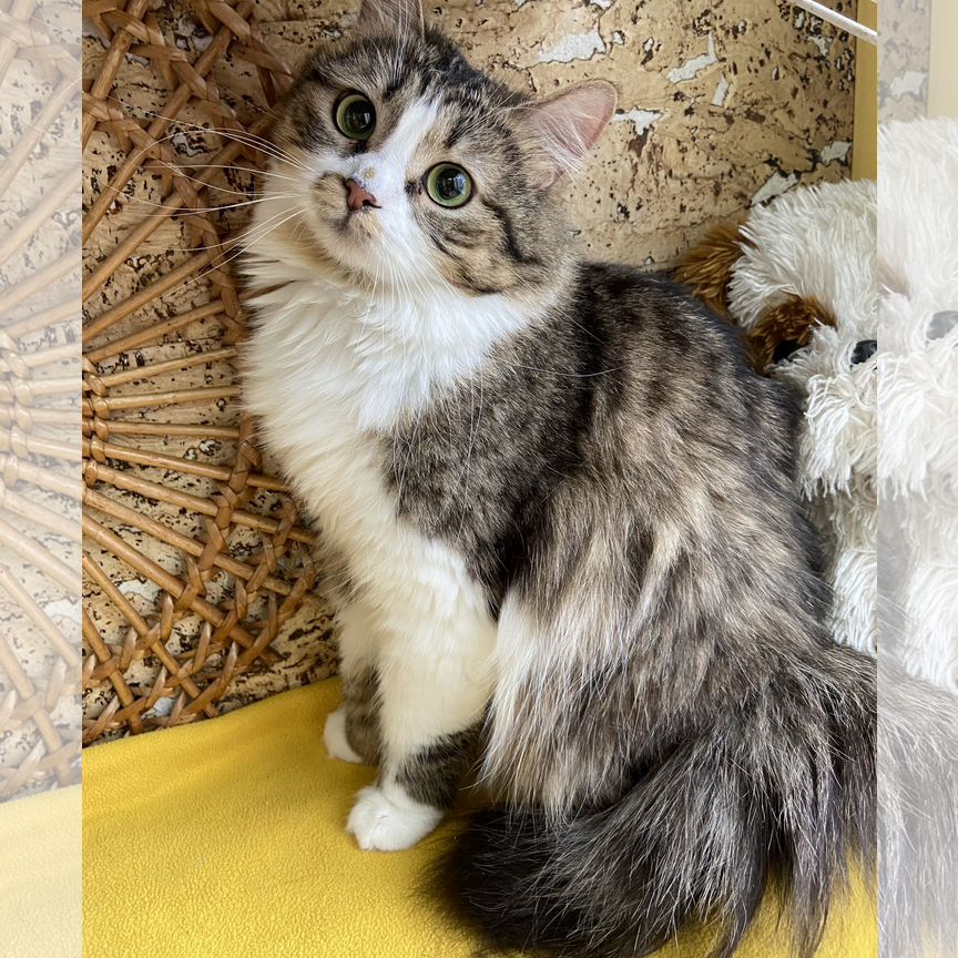 Взрослая, кошка в добрые руки