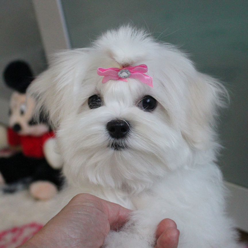 Мальтийская болонка, щенок