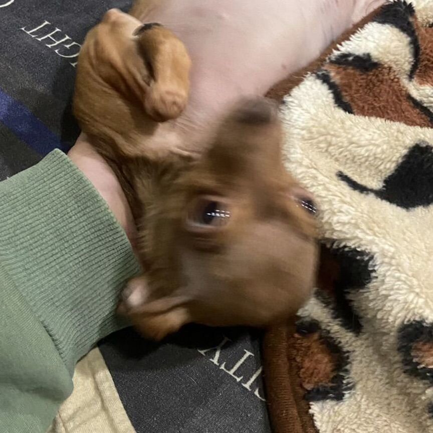 Русский той-терьер, взрослая собака