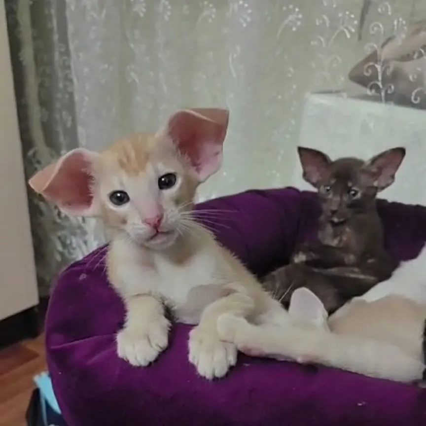 Ориентальные котята