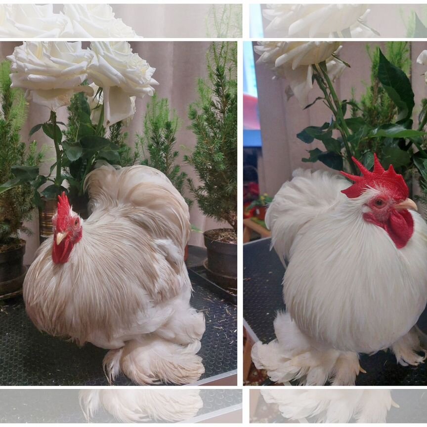 Карликовые кохинхины серебро, бобтейл, белые