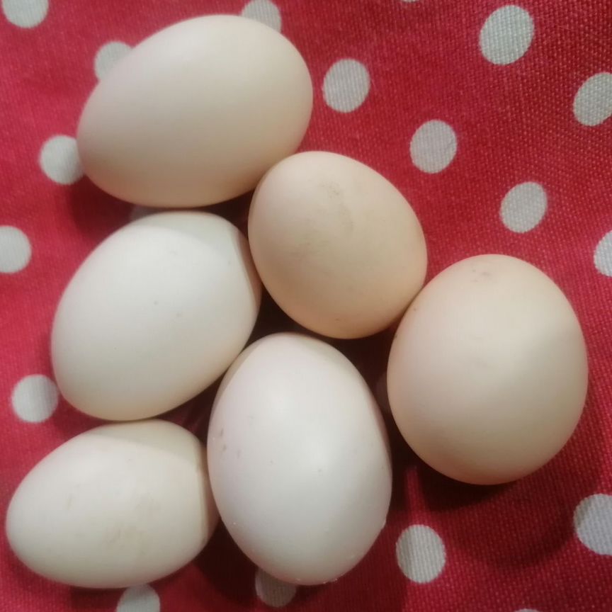 Инкубационное яйцо малазийской серамы