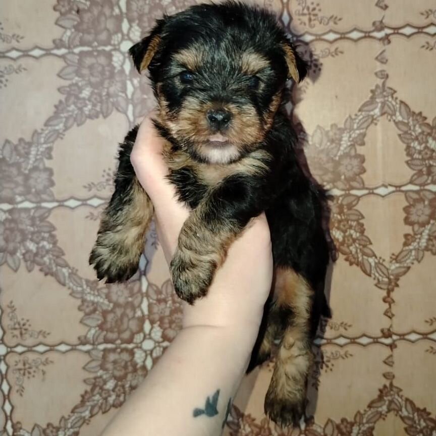Щенки