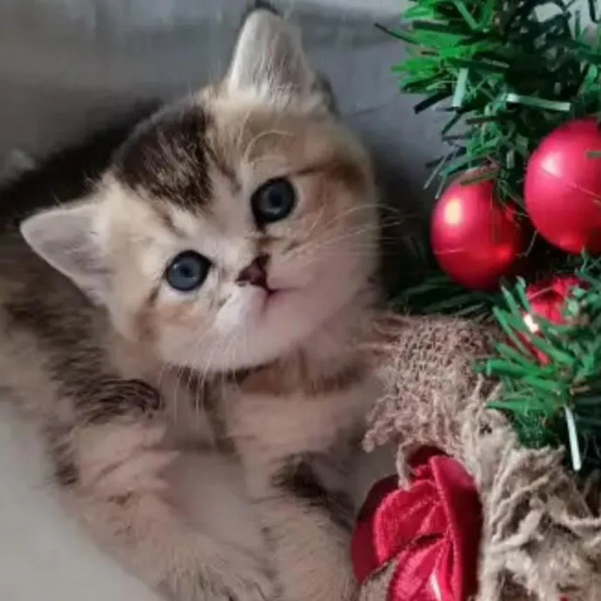 Шотландские котята