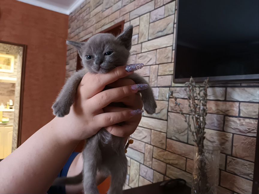 Бурманские котята