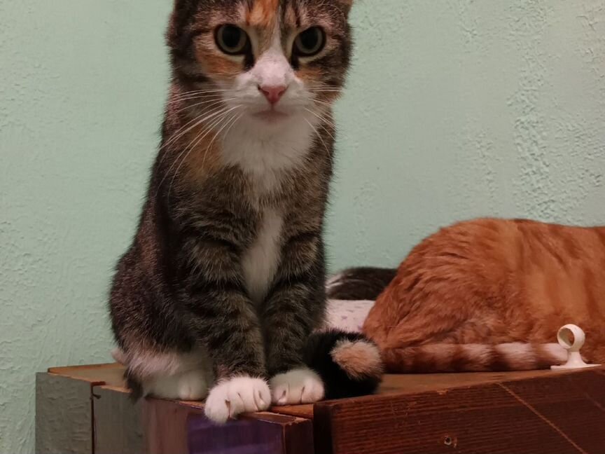 Кошка