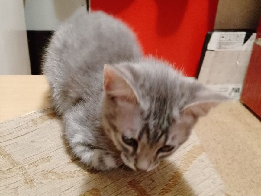 Котенок Сева