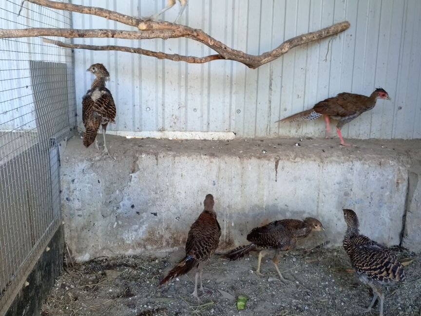 Куры цыплята