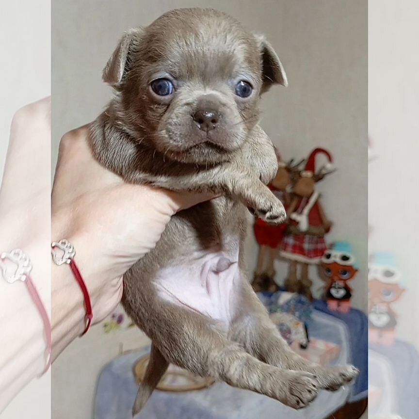 Чихуахуа лиловый мальчик