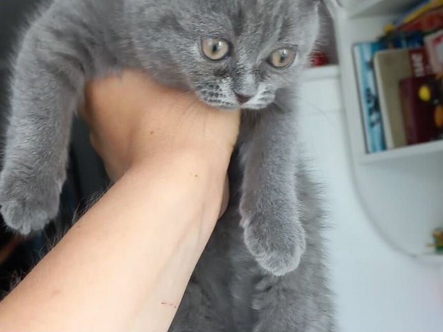 Шотландская вислоухая