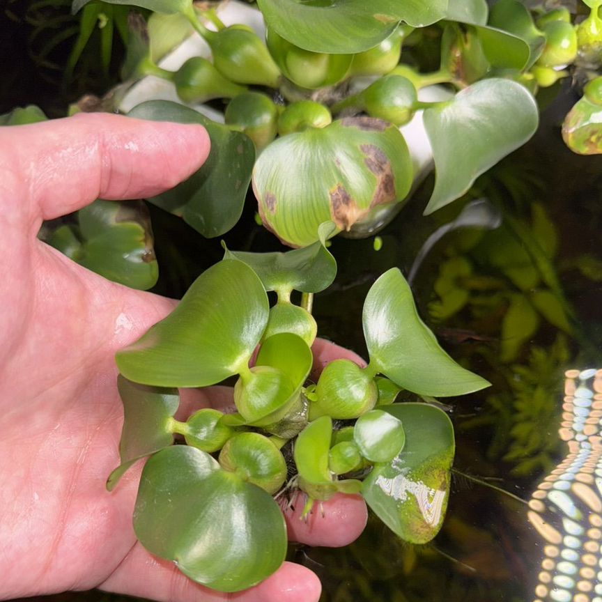 Эйхорния - водный гиацинт