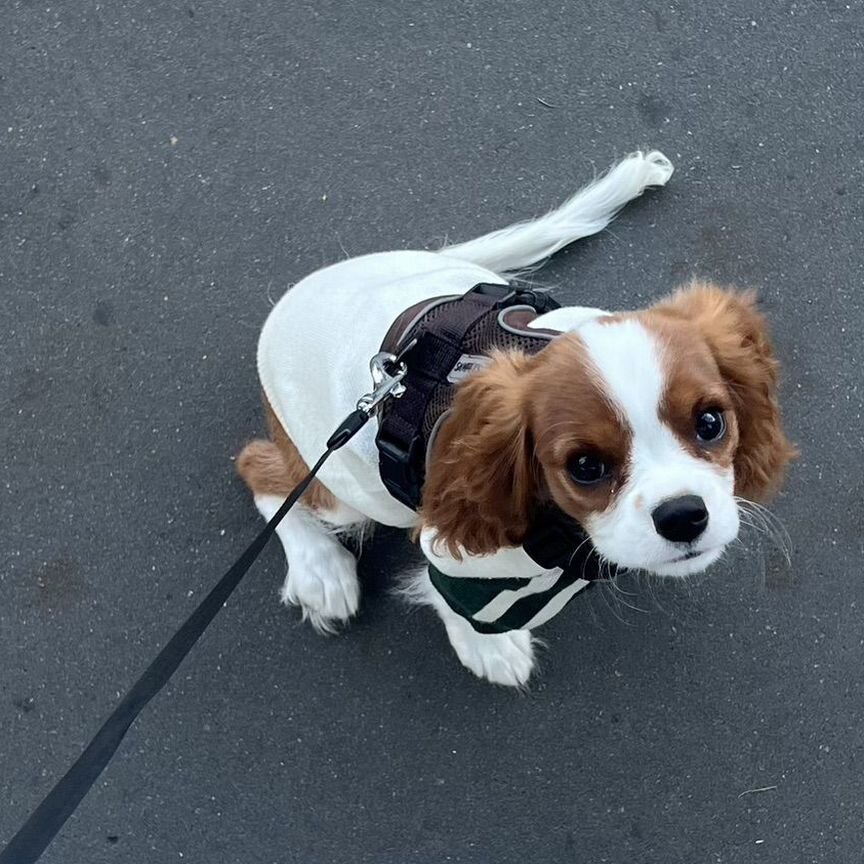 Кавалер кинг-чарльз-спаниель, щенок