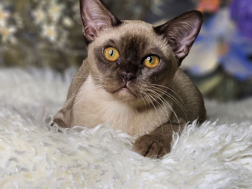 Бурманские котята