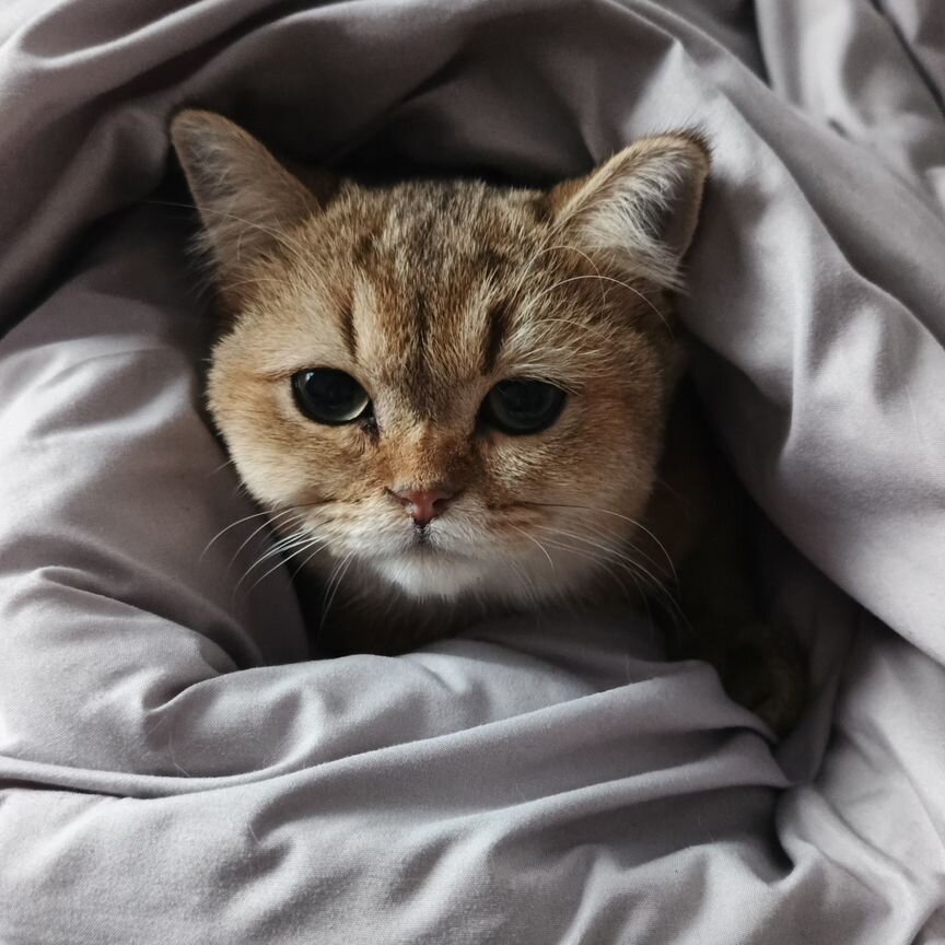 Шотландский прямоухий короткошёрстный котёнок