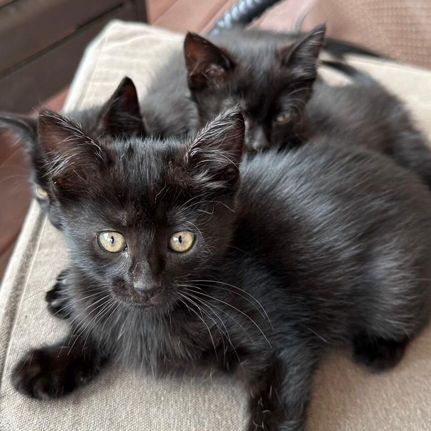 Котята