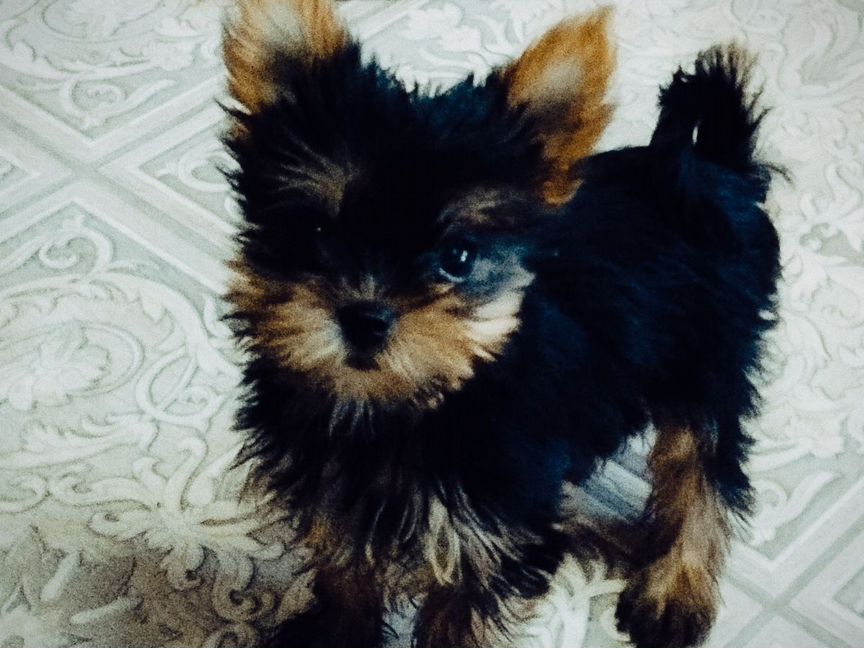 Йоркширский терьер мини щенки