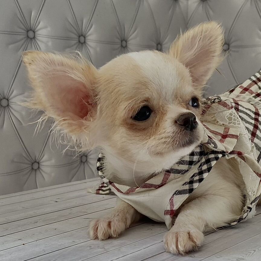 Щенки чихуахуа длинношерстные мини