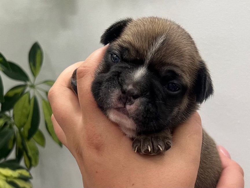 Французский бульдог щенки