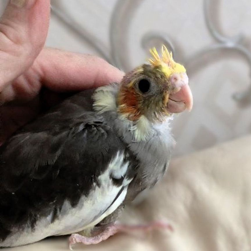 Птенец Корелла от ручных родителей