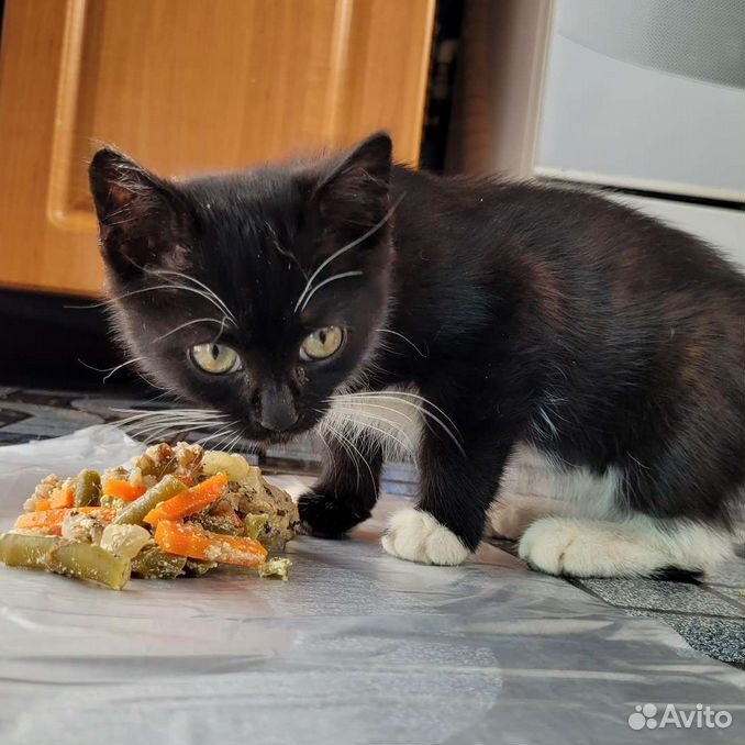 Котенок мальчик,помогите найти семью ему