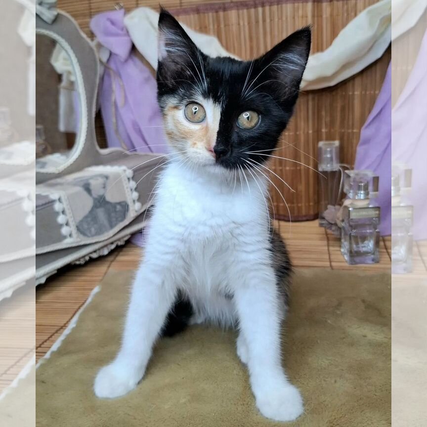 Котёнок в добрые руки