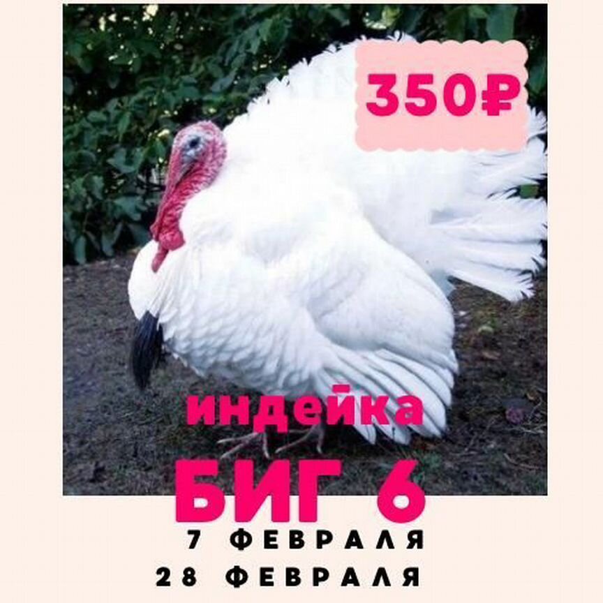 Суточная индейка биг 6 быстрорастущая
