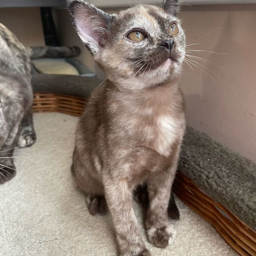 Котята