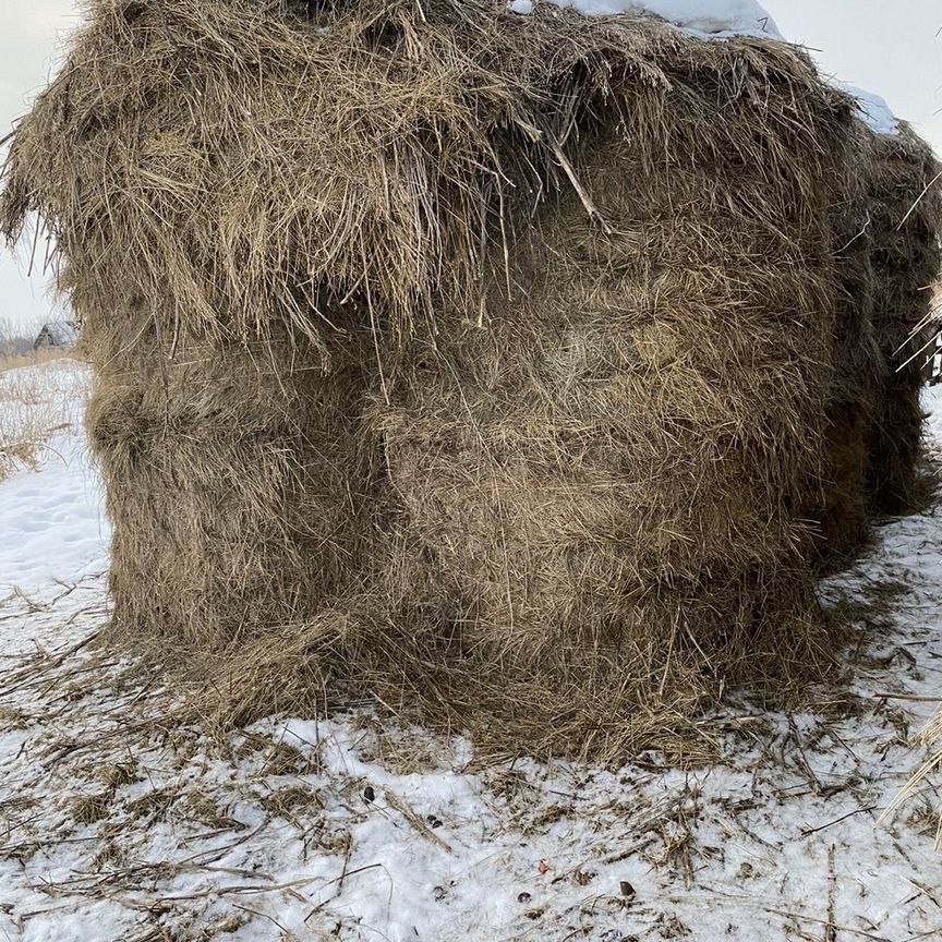 Сено в рулонах
