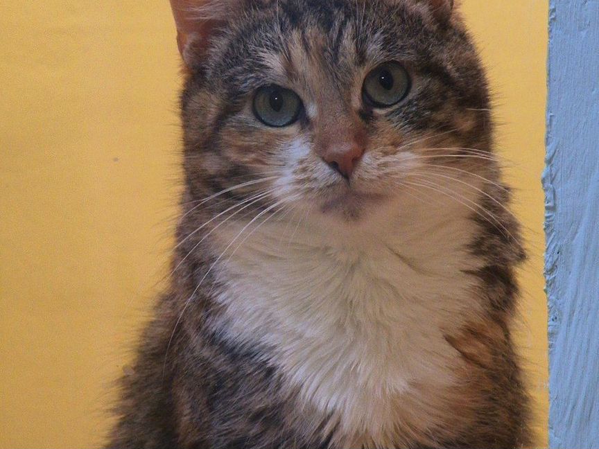 Кошки в добрые руки