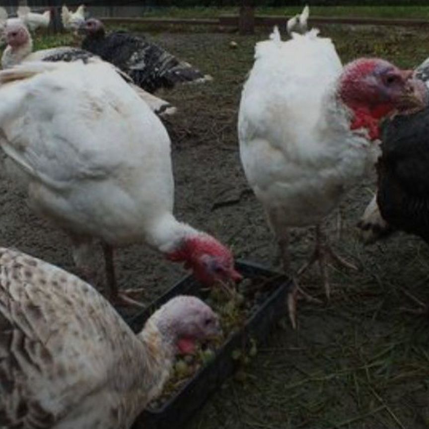 Индюки живым весом