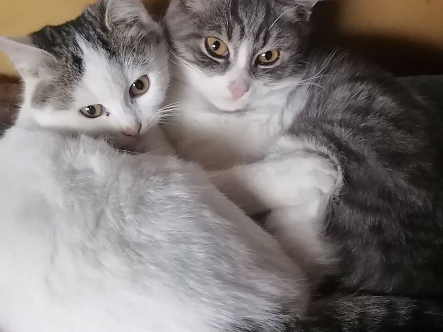 Котята в добрые руки