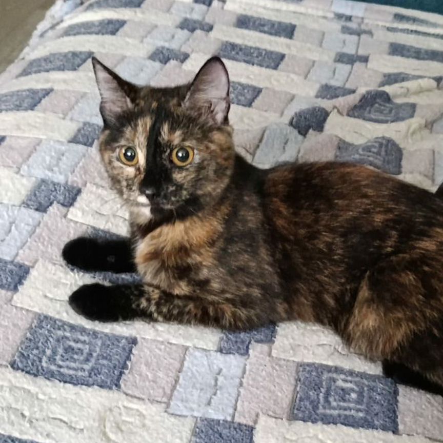 Кошки в добрые руки бесплатно