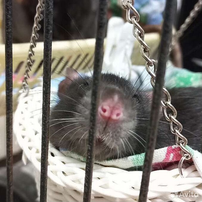 Крысы Дамбо ручные