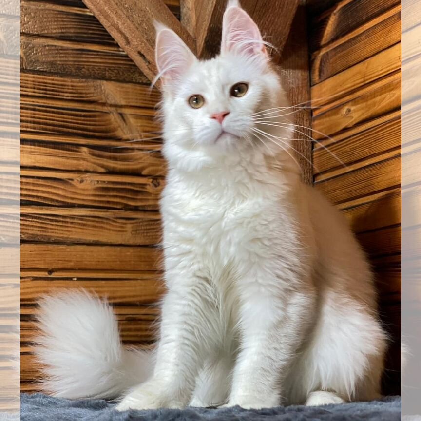 Котик белый