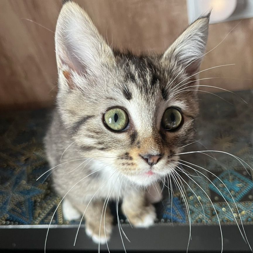 Котенок девочка в добрые руки 2,5 месяца