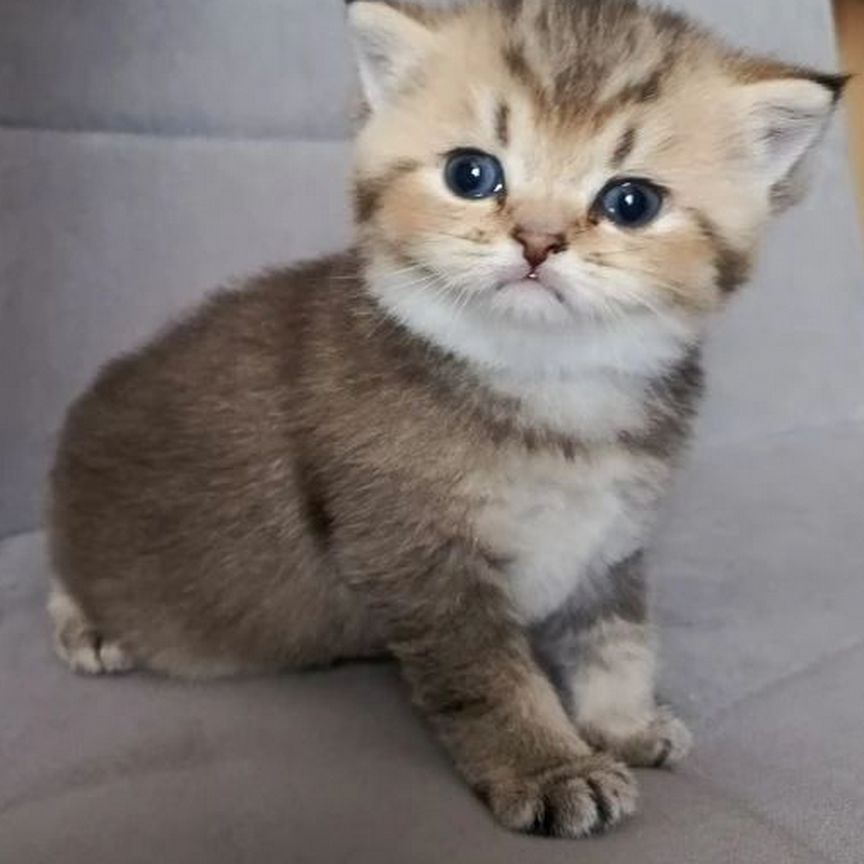 Шотландский вислоухий короткошёрстный котёнок