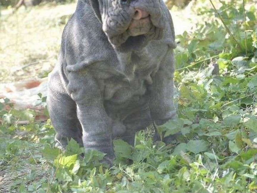 Мастино неаполитано