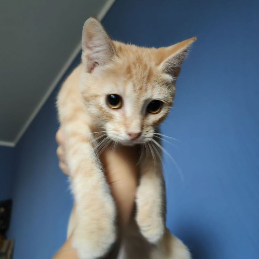 Котенок мальчик 4 месяца