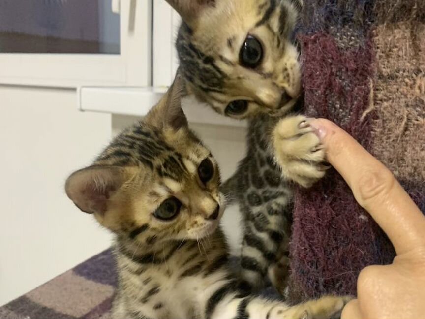 Бенгальские котята