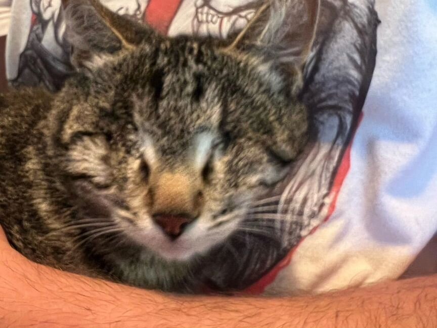 Слепая кошечка в добрые руки