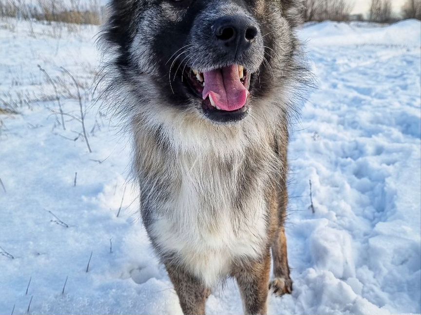 Собака в добрые руки