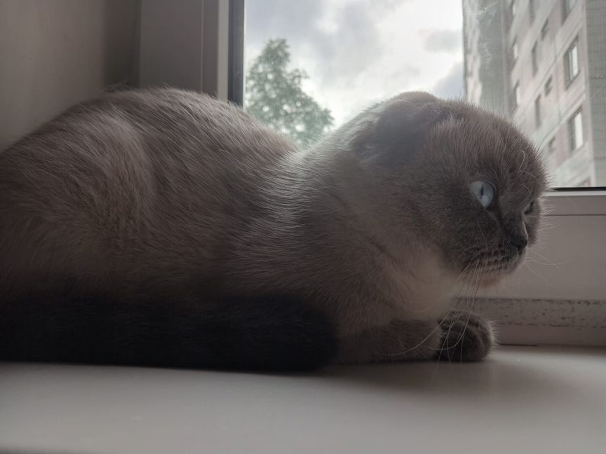 Продам шотландскую вислоухую кошку