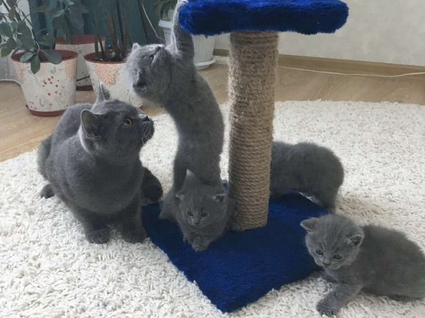 Шотландские котята