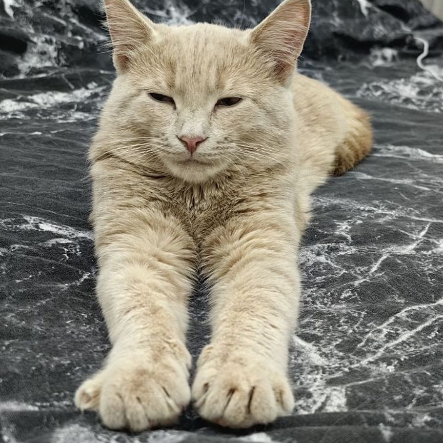 Кошечка в добрые руки