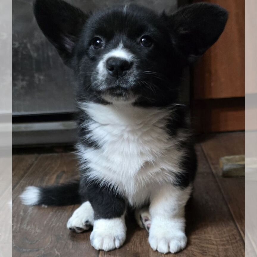 Вельш Корги Кардиган, щенок